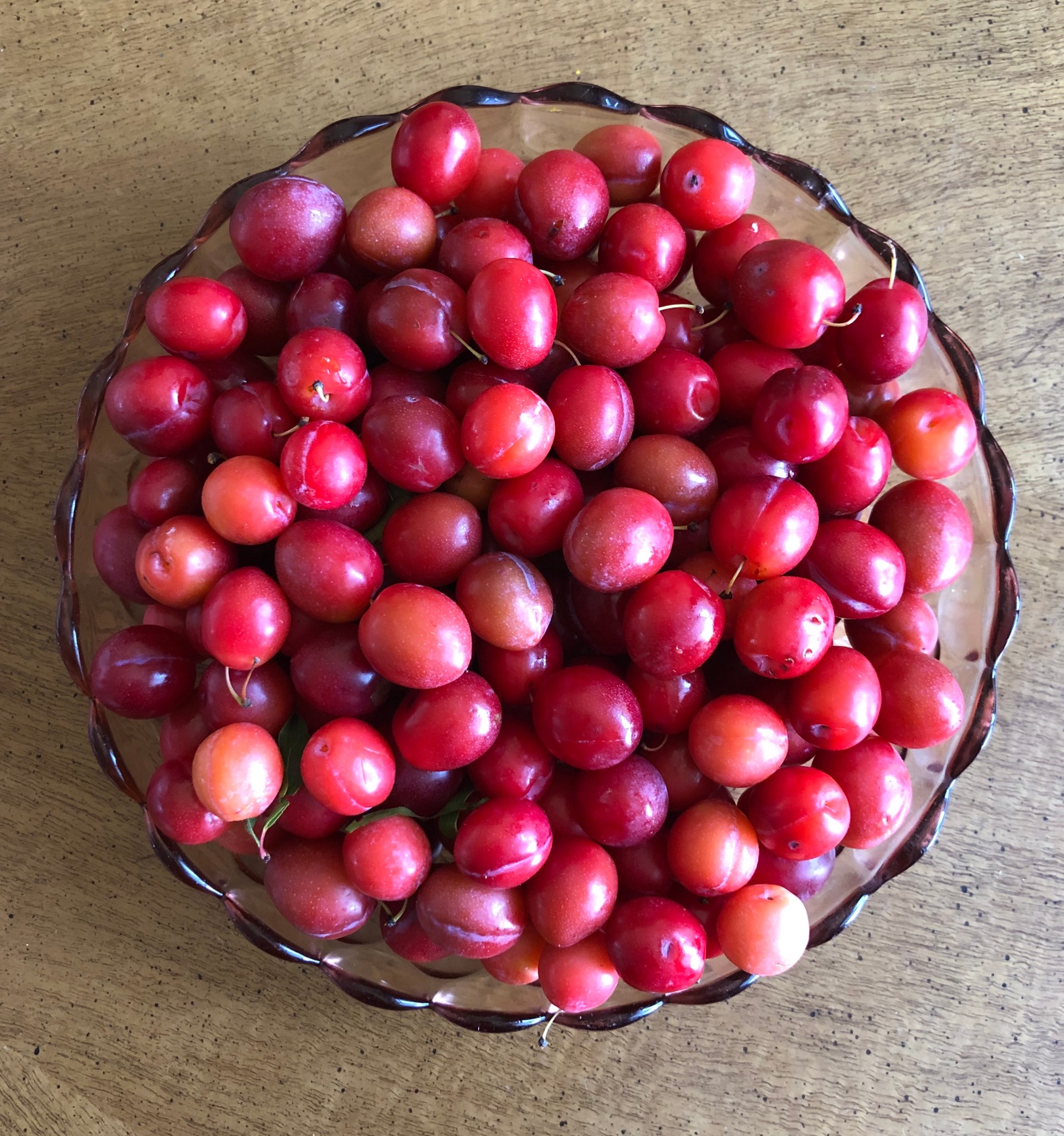 Sand Plum Jelly – History in the Kitchen